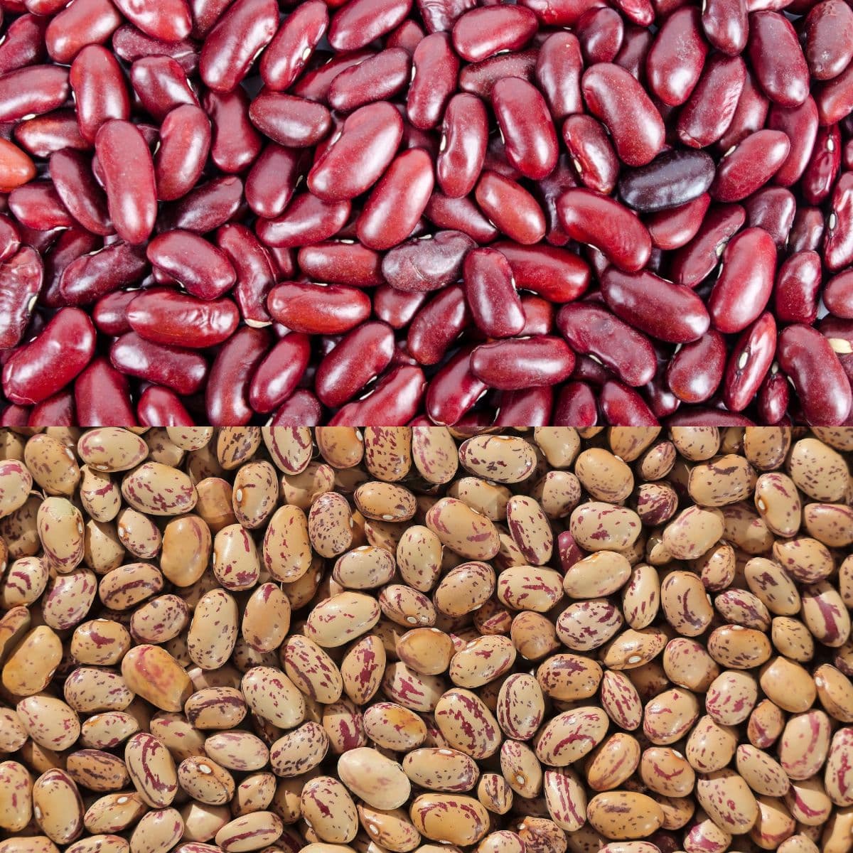 Kidney Beans vs. Pinto Beans | Nutrition With Juliana
